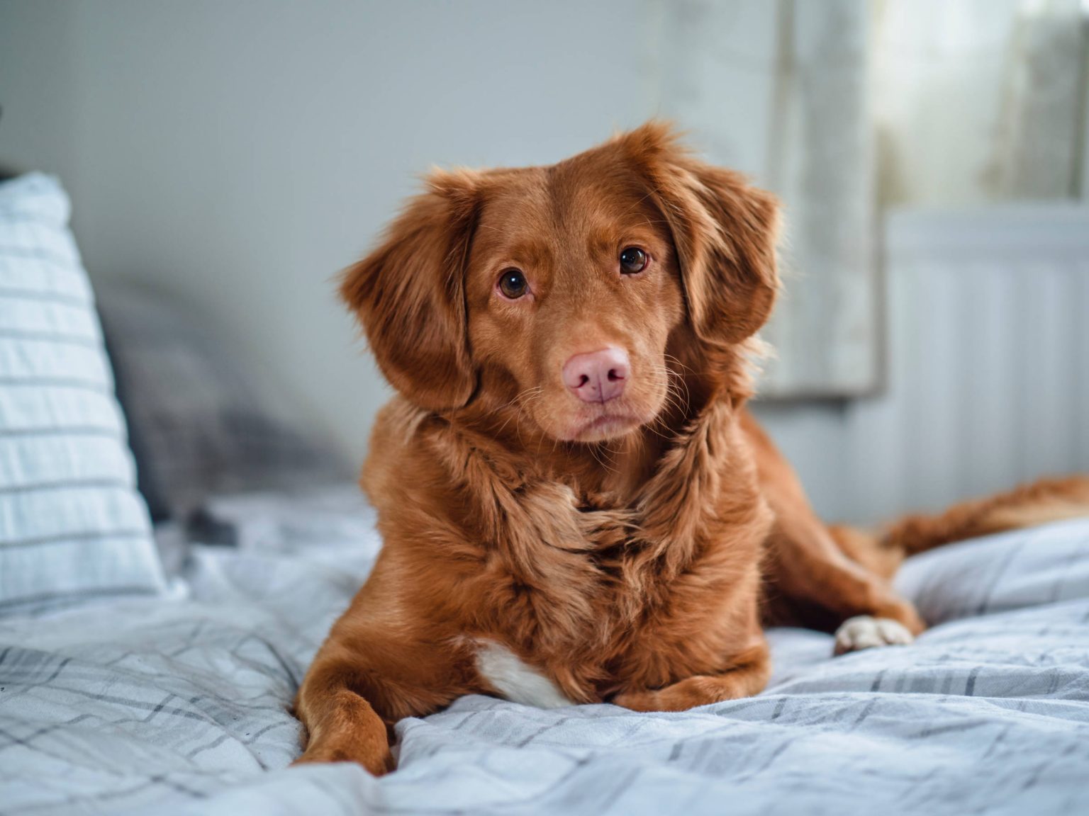 Koiran kuvia | Koirakuvia